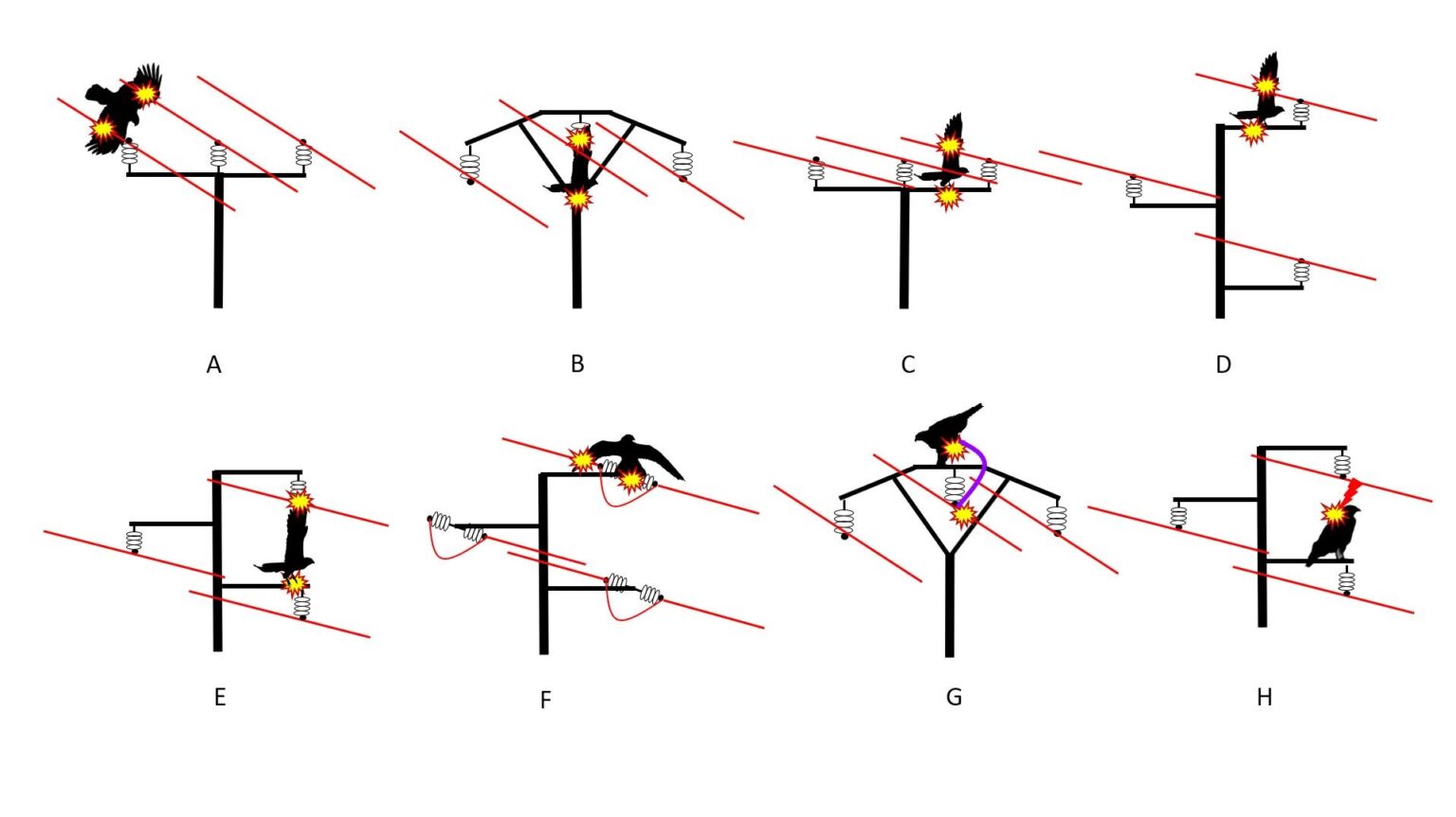 Quick Guidance Preventing Electrocution on Birds – Bird Electrocution